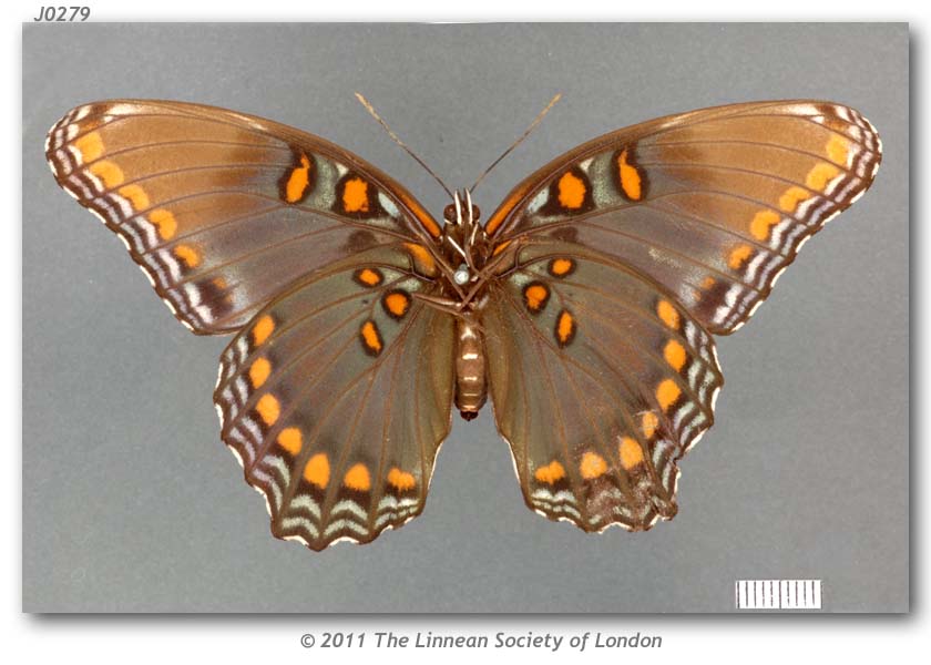 Limenitis arthemis astyanax (historical specimens)
