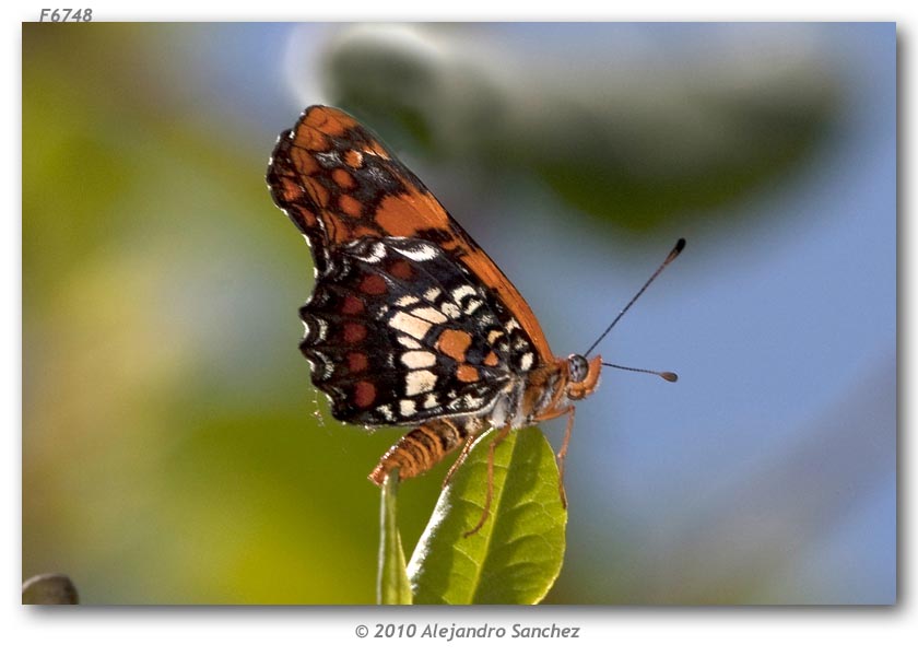 Atlantea tulita (live adults)