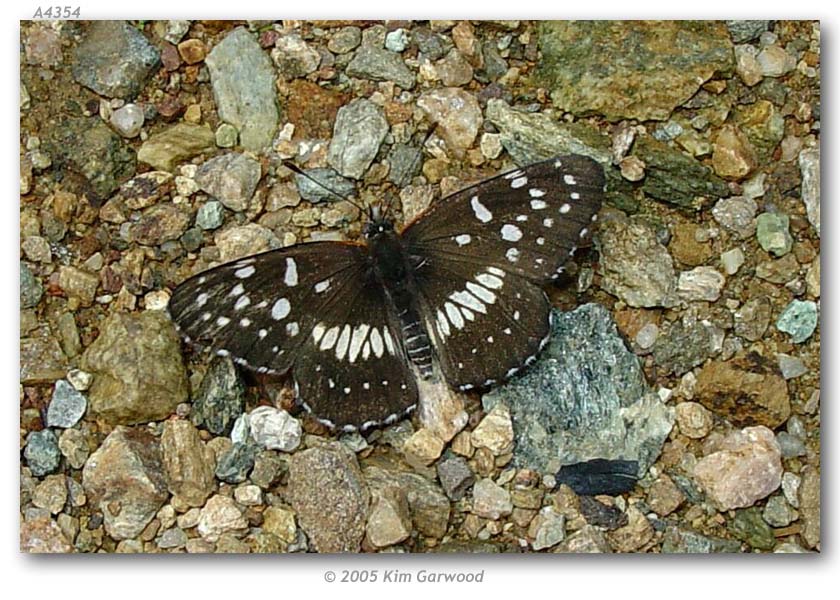 Chlosyne cynisca (live adults)