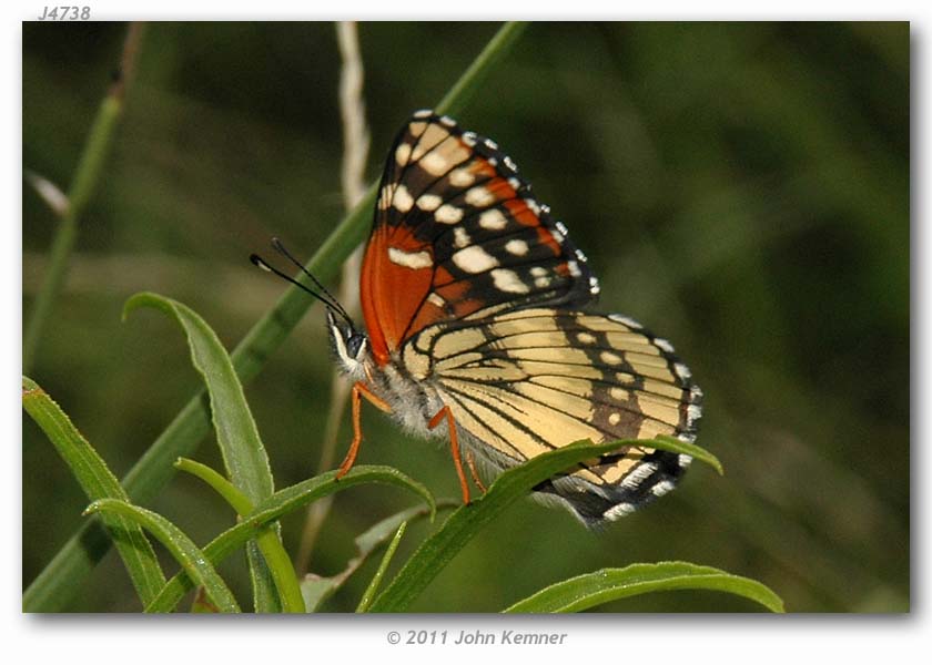 Chlosyne cynisca (live adults)
