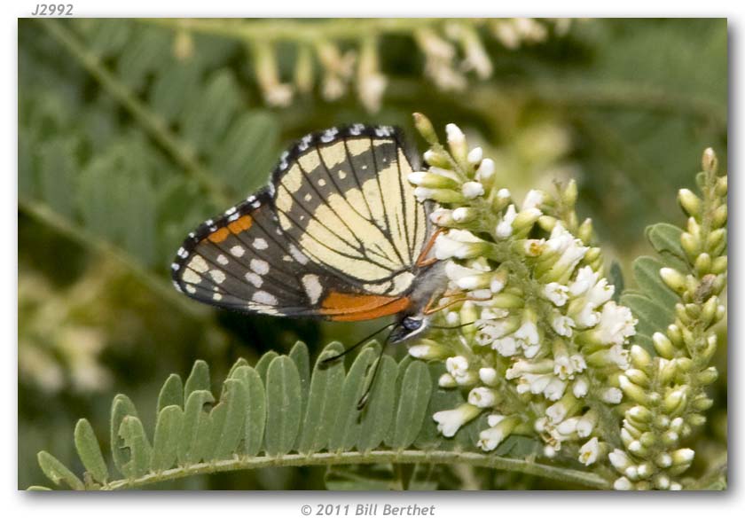 Chlosyne cynisca (live adults)
