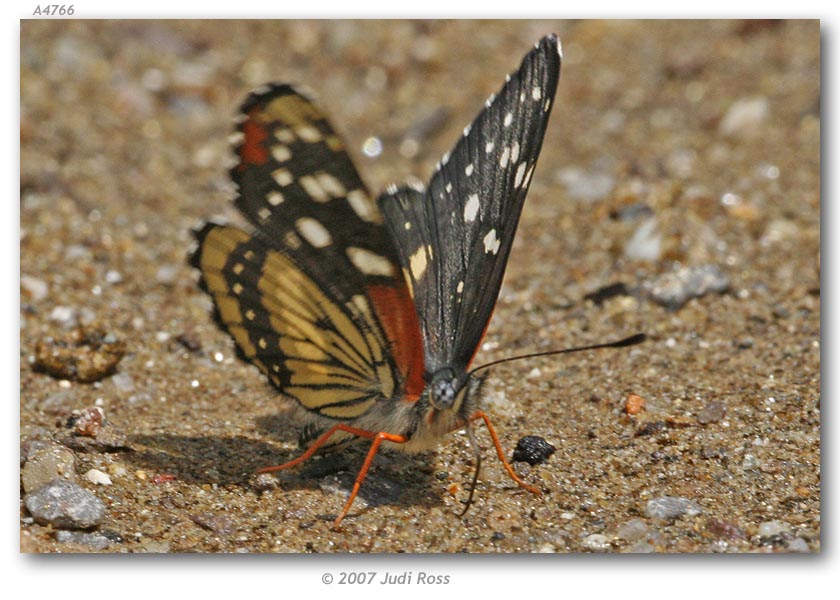 Chlosyne cynisca (live adults)