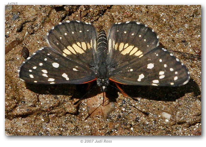 Chlosyne cynisca (live adults)