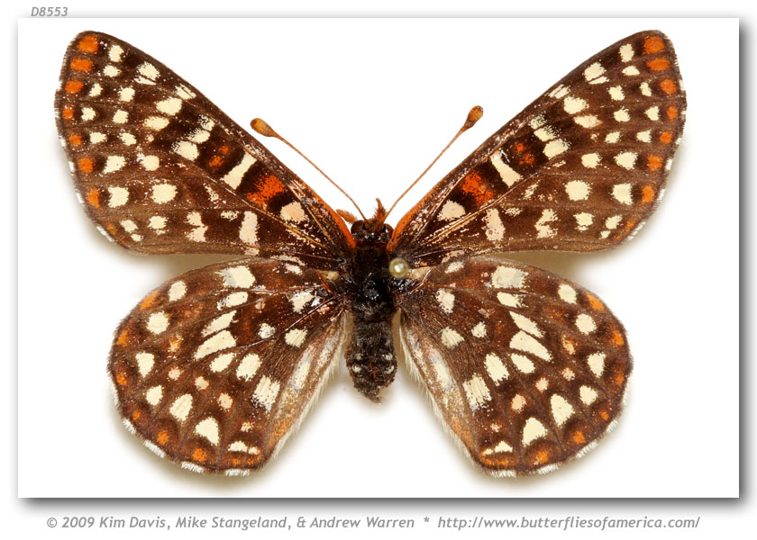 Euphydryas chalcedona hennei (pinned specimens, page 2)