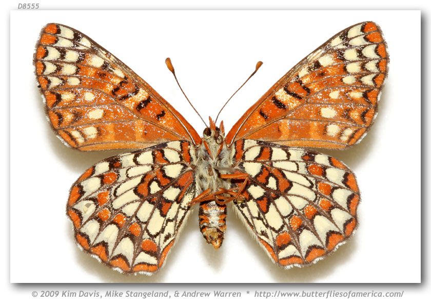 Euphydryas chalcedona hennei (pinned specimens, page 2)