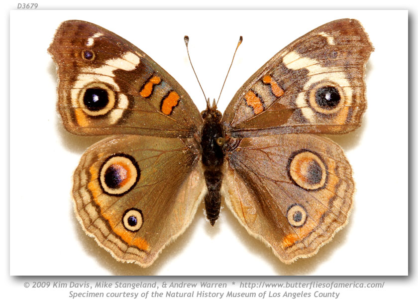 Junonia coenia grisea (type specimens)