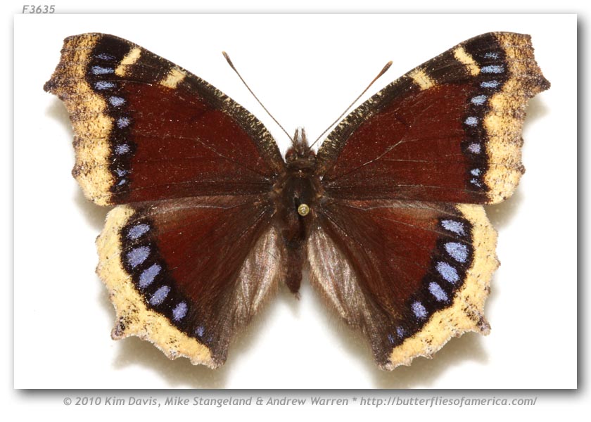 Nymphalis a. antiopa (pinned specimens, page 2)