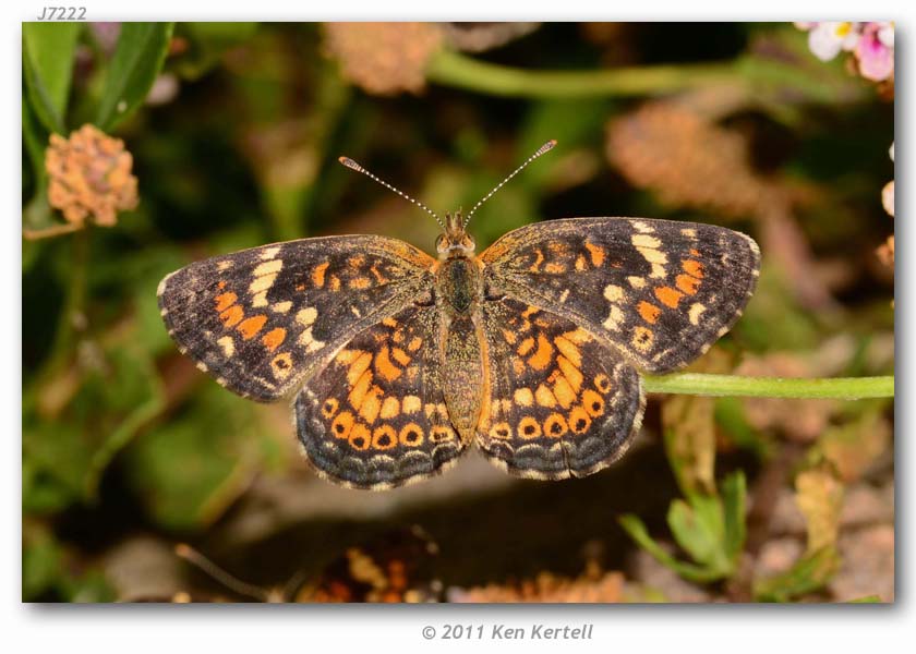 Phyciodes jalapeno Scott, 1998