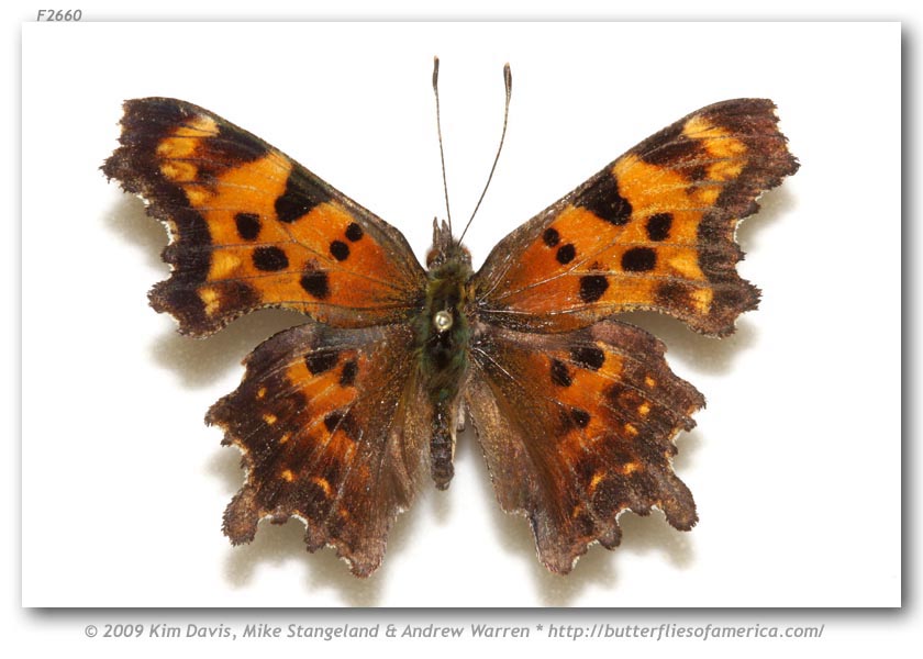 Polygonia f. faunus (pinned specimens, page 1)