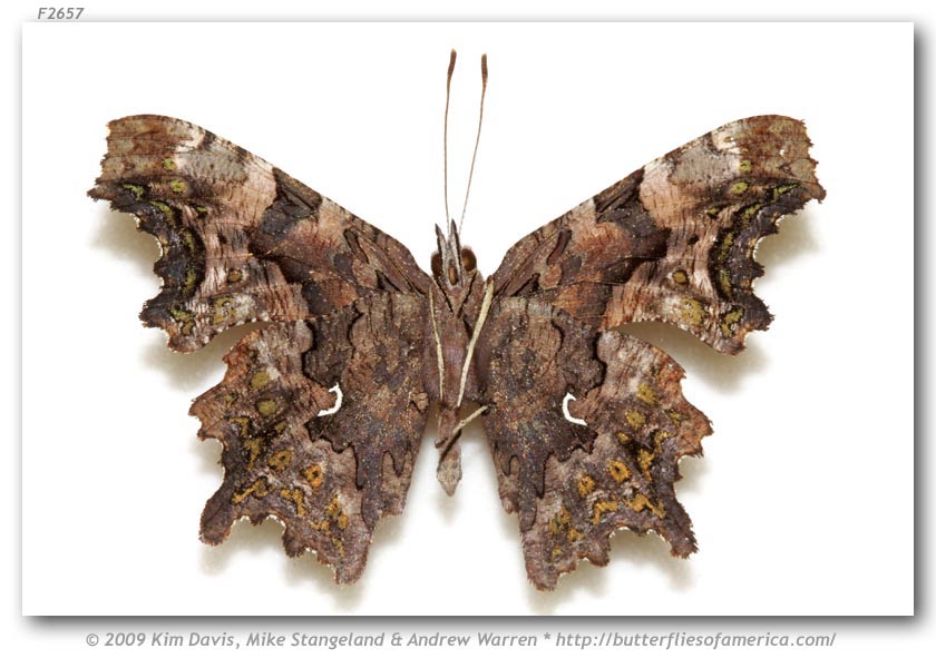 Polygonia f. faunus (pinned specimens, page 1)