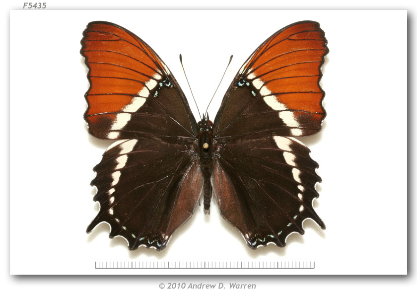 Siproeta e. epaphus (pinned specimens)