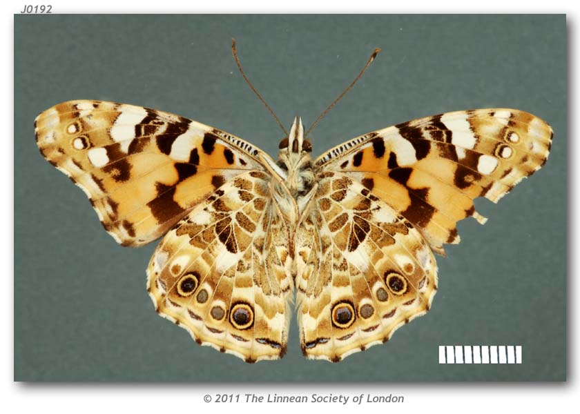Vanessa cardui (type specimens)