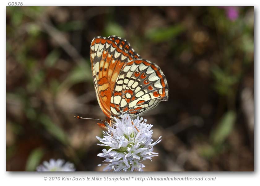 Chlosyne p. palla (live adults)