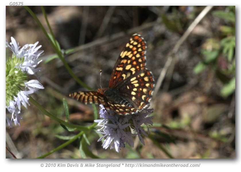 Chlosyne p. palla (live adults)
