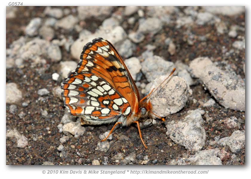 Chlosyne p. palla (live adults)