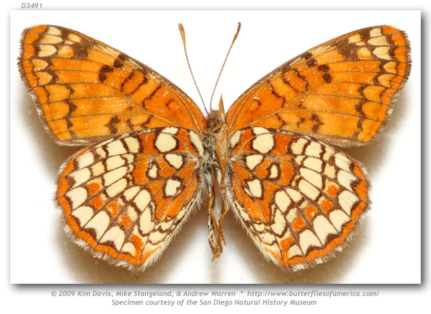 Chlosyne palla altasierra (type specimens)