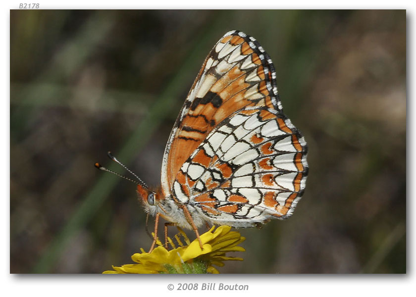 Chlosyne palla australomontana (live adults, page 1)