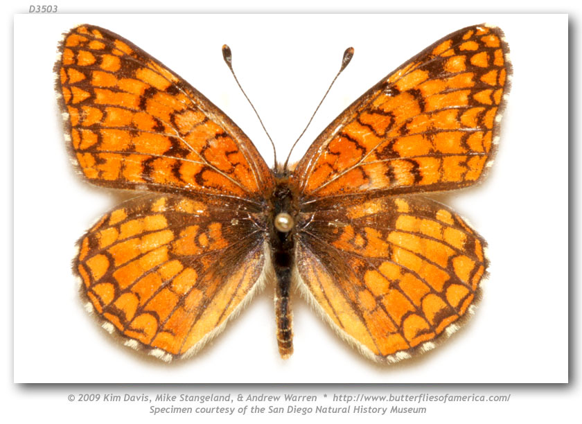 Chlosyne palla australomontana J. Emmel, T. Emmel & Mattoon, 1998