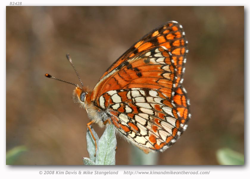 Chlosyne palla australomontana J. Emmel, T. Emmel & Mattoon, 1998