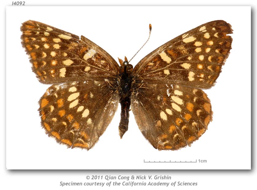 Chlosyne palla eremita (type specimens)