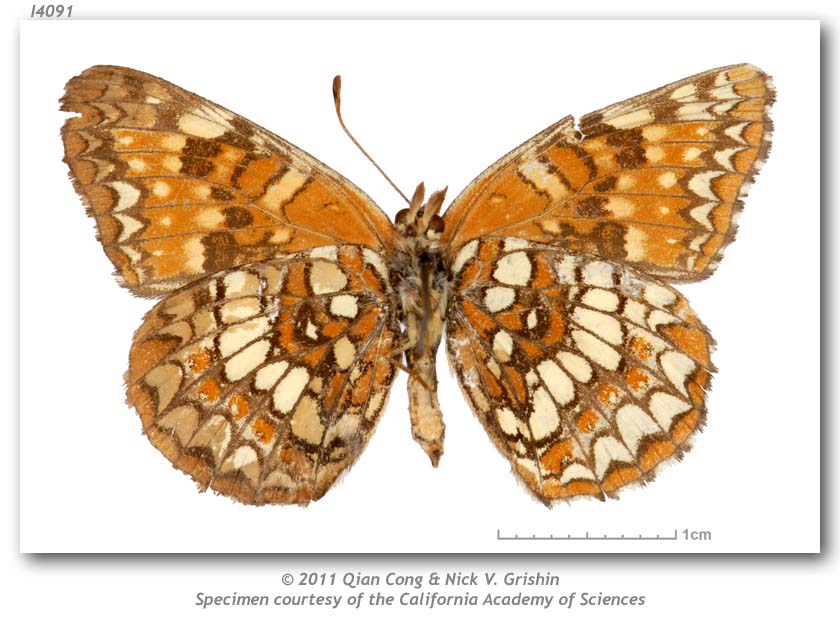 Chlosyne palla eremita (type specimens)