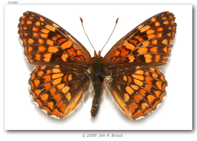 Chlosyne palla eremita (pinned specimens)
