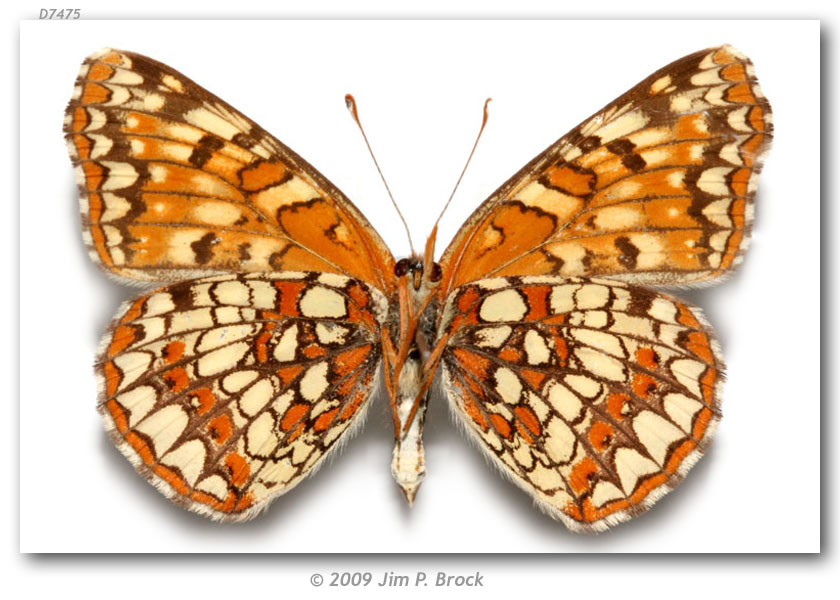 Chlosyne palla eremita (pinned specimens)