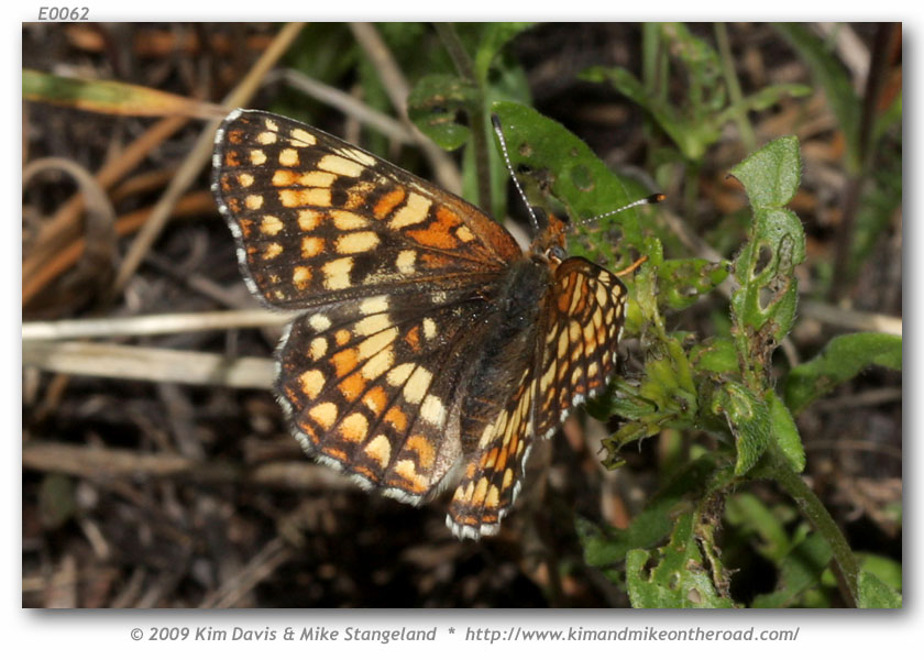 Chlosyne palla flavula (live adults, page 2)