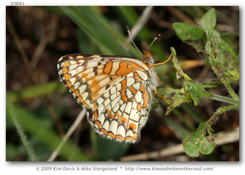 Chlosyne palla flavula (live adults, page 2)