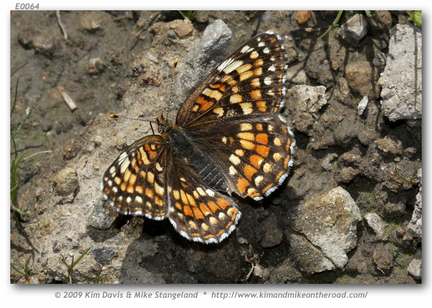 Chlosyne palla flavula (live adults, page 2)
