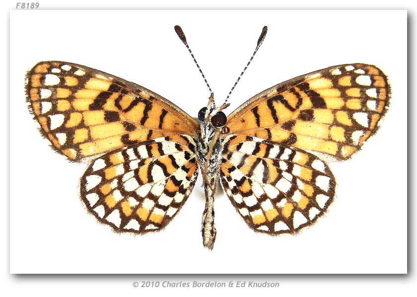 Microtia d. dymas (pinned specimens)