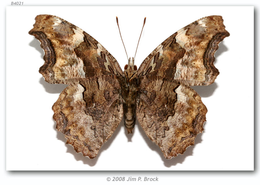 Nymphalis l-album j-album (pinned specimens, page 1)