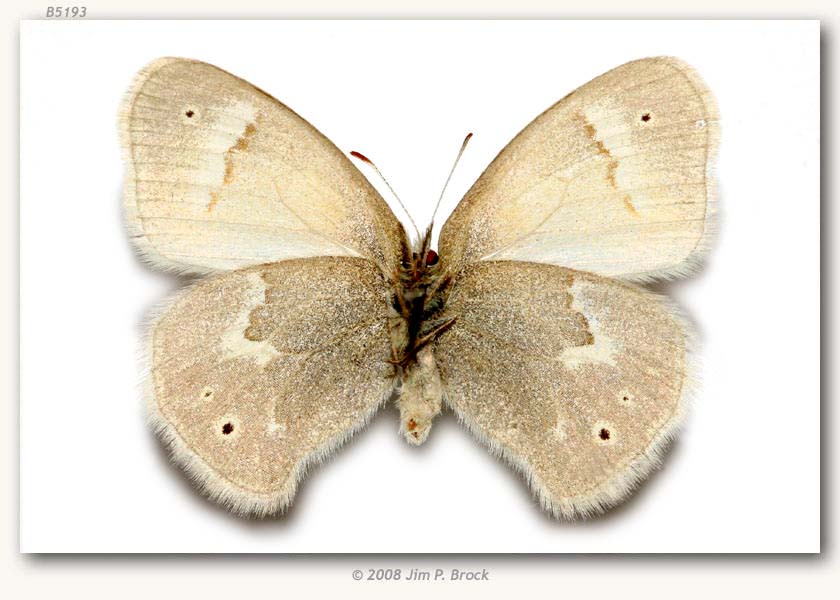 Coenonympha c. california (pinned specimens)