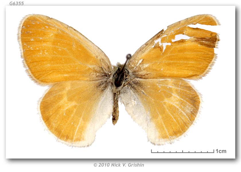 Coenonympha tullia mackenziei (type specimens)