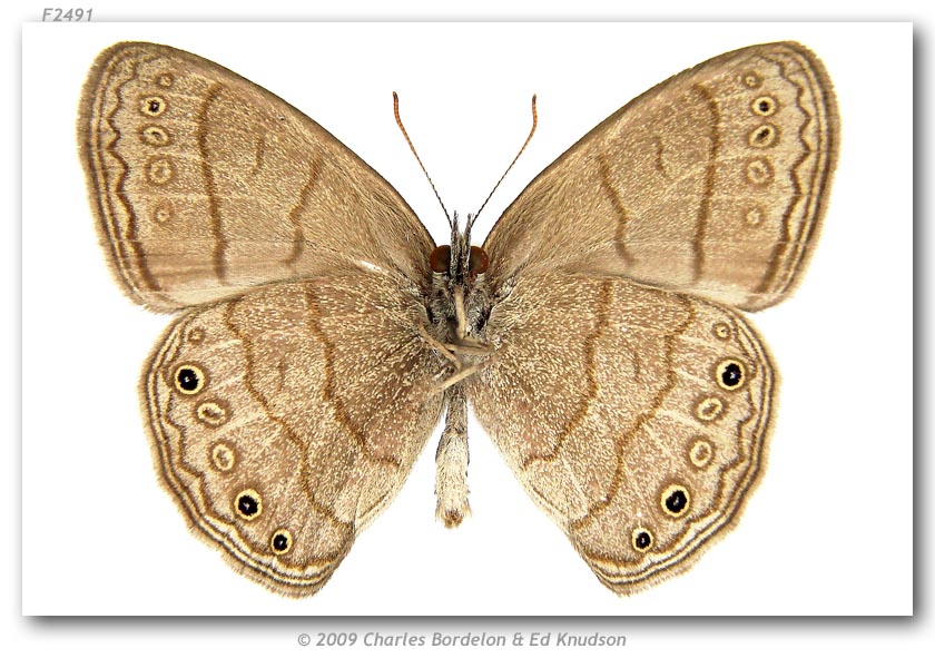 Hermeuptychia hermes (pinned specimens)