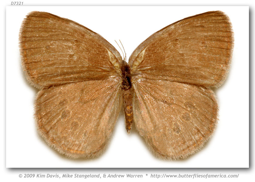 Neonympha mitchellii francisci Parshall & Kral, 1989