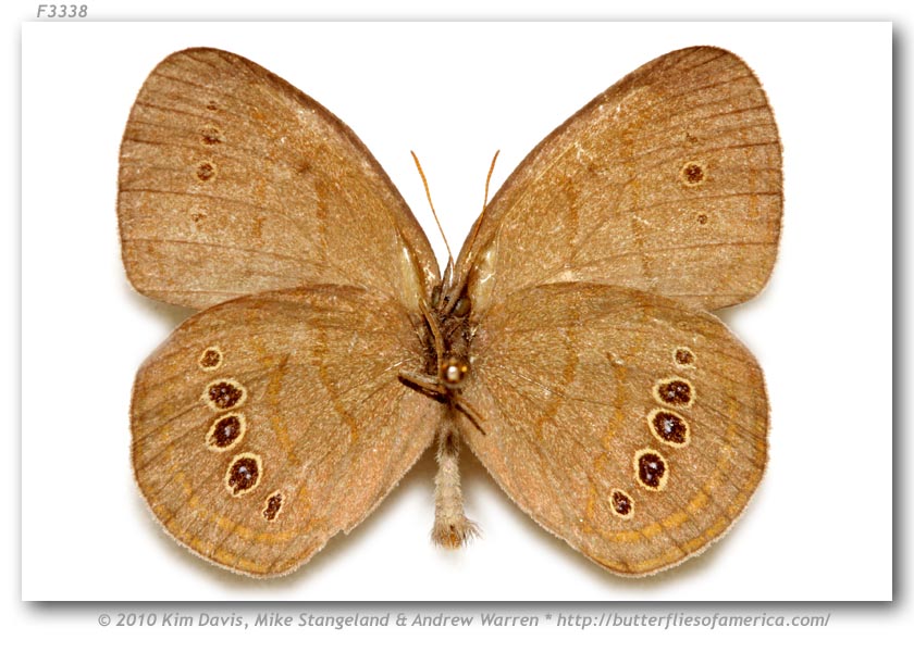 Neonympha mitchellii francisci (type specimens)