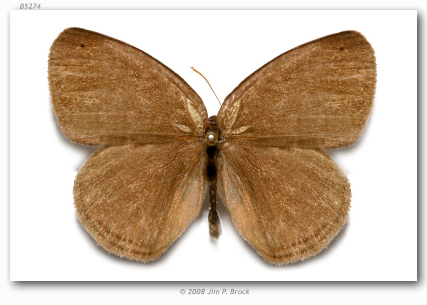 Neonympha m. mitchellii (pinned specimens, page 2)