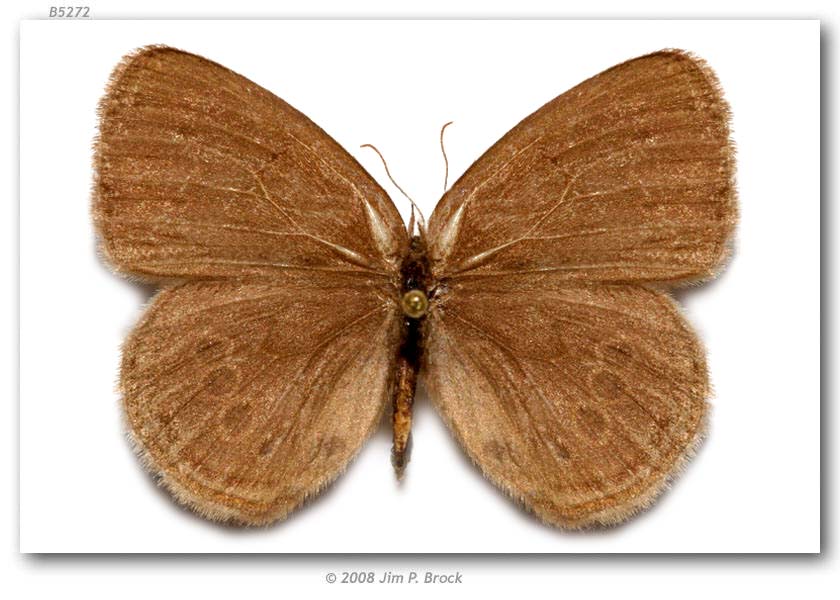 Neonympha m. mitchellii (pinned specimens, page 2)