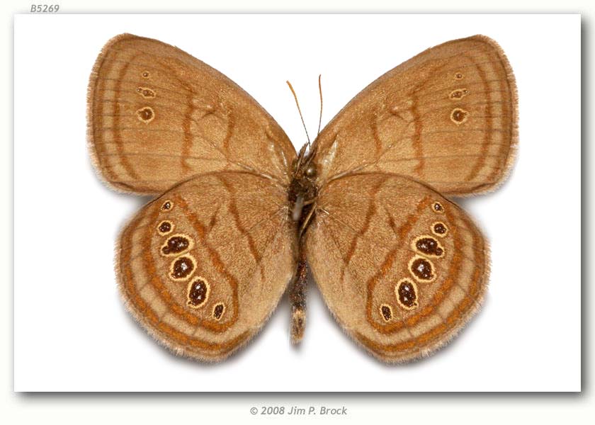 Neonympha m. mitchellii (pinned specimens, page 2)