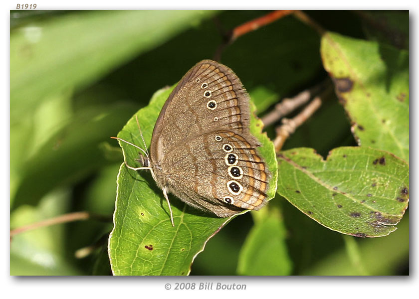 Neonympha m. mitchellii (live adults)