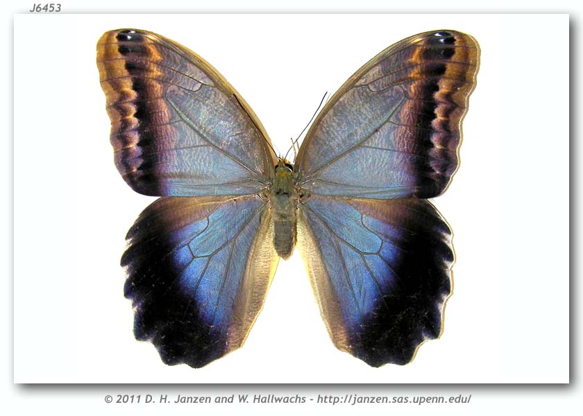 Caligo brasiliensis sulanus (pinned specimens, page 2)