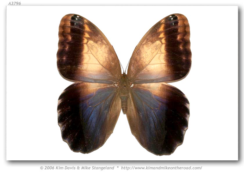 Caligo telamonius memnon (pinned specimens)