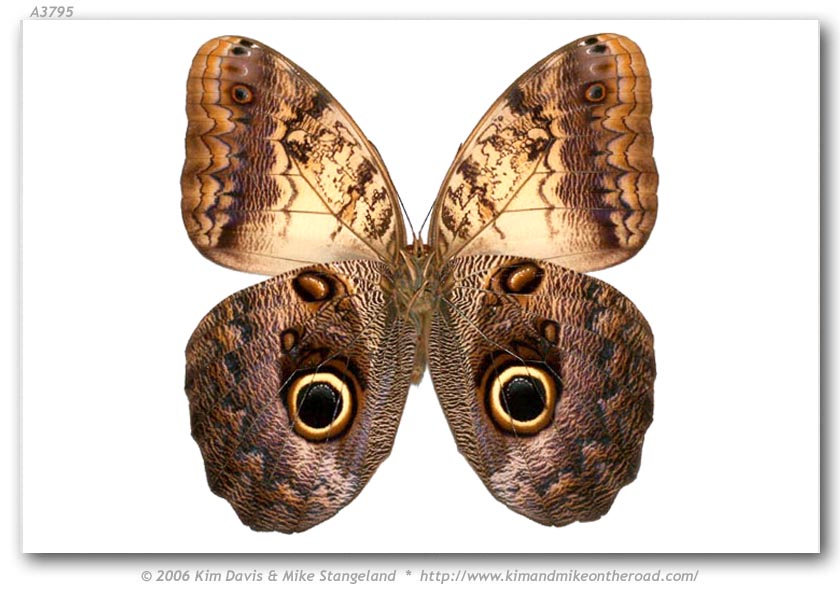 Caligo telamonius memnon (pinned specimens)
