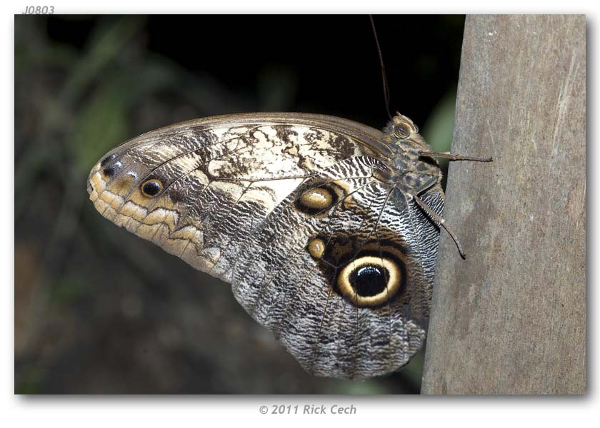 Caligo telamonius memnon (live adults)