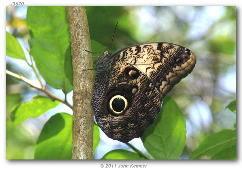 Caligo telamonius memnon (live adults)