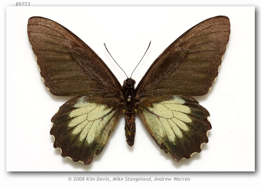 Battus laodamas rhipidius (pinned specimens)