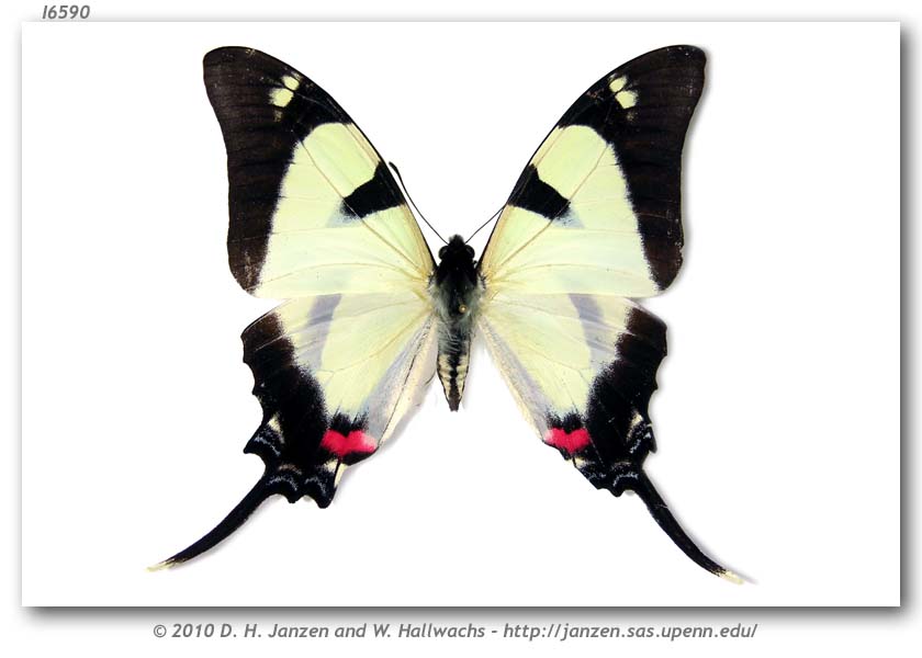 Eurytides orabilis orabilis ♀ wingspan 84 mm, COSTA RICA: Guanacaste Prov.: