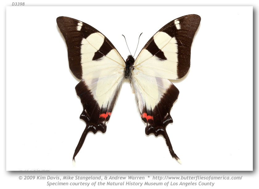Eurytides orabilis orabilis ♂ COSTA RICA: 10-26 mi. N of Palemon 18-VII ...