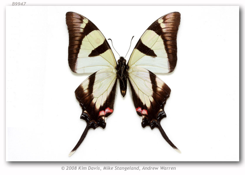 Eurytides o. orabilis (pinned specimens)